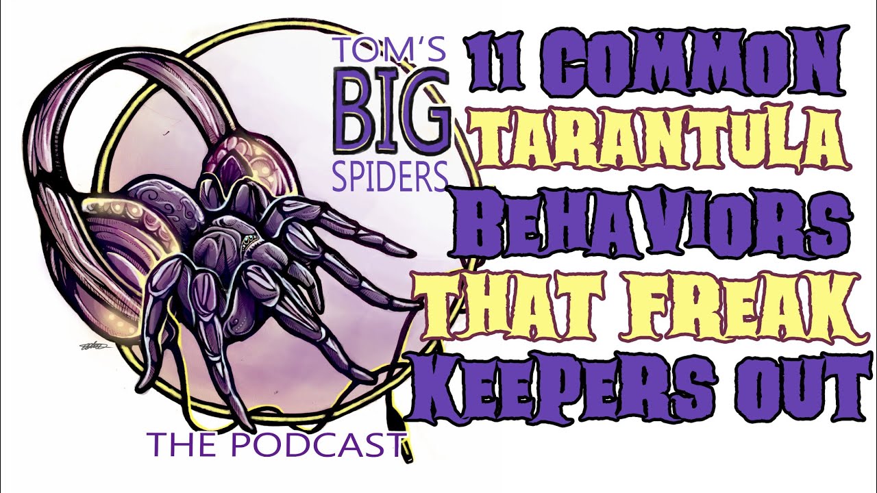 Tom's Big Spiders - Tarantulas and Inverts - Is This Normal? 11 Common ...