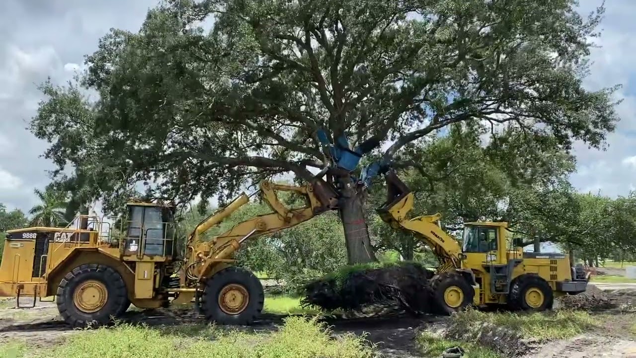 Large Tree Delivery, Installation, and Relocation - J.D. Thornton Nurseries