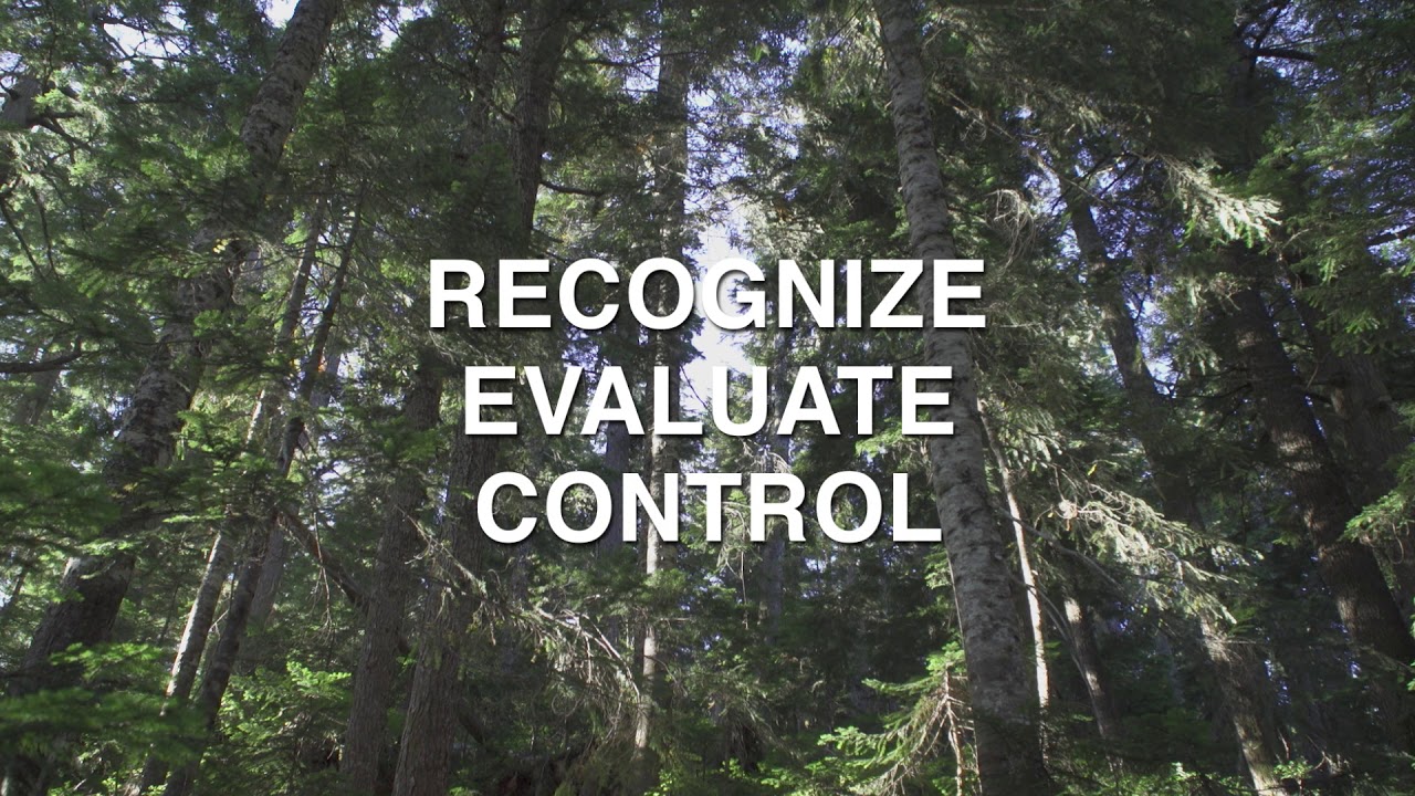 The BC Forest Safety Council – Safety is good business