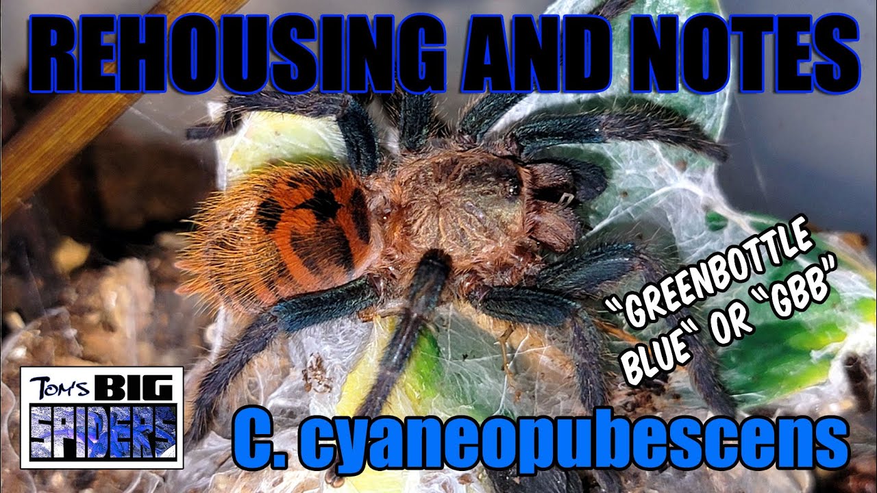 Tom's Big Spiders - Tarantulas and Inverts - C. cyaneopubescens "GBB ...
