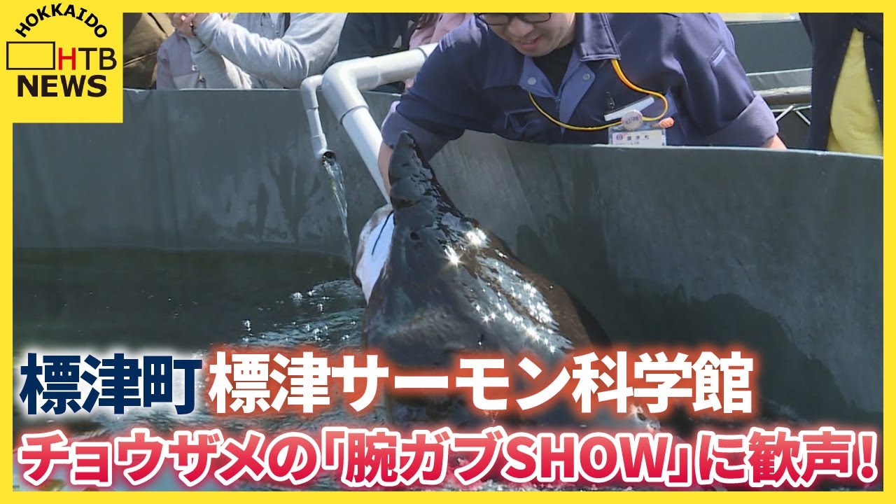 Sturgeon Biting Keeper’s Arm Sparks Online Frenzy | News On Japan