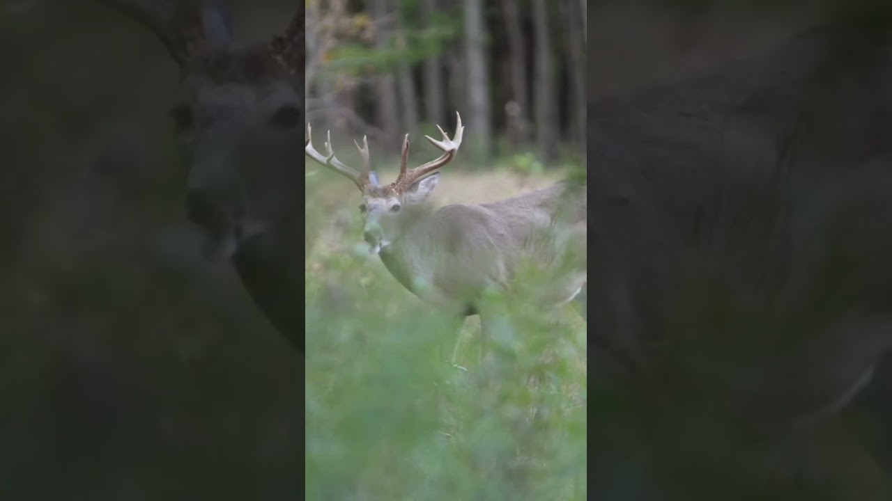 Lethal Products - Lethal Products