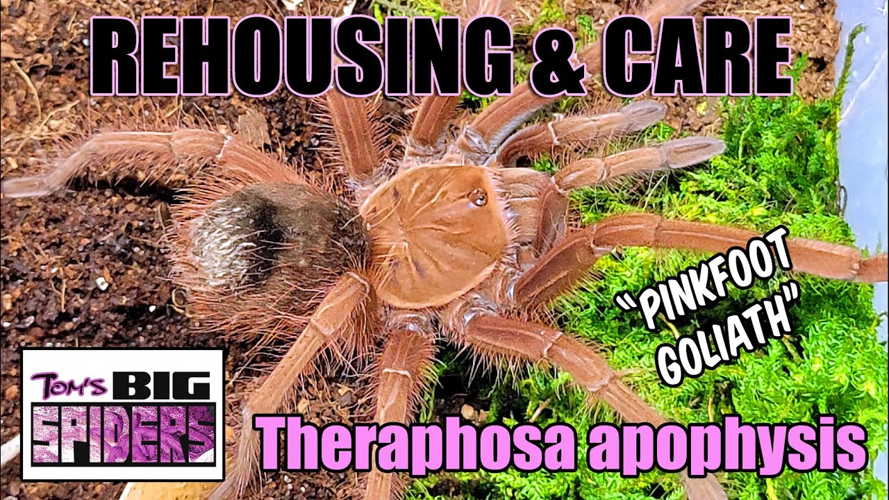 Tom's Big Spiders - Tarantulas and Inverts - Theraphosa apophysis ...