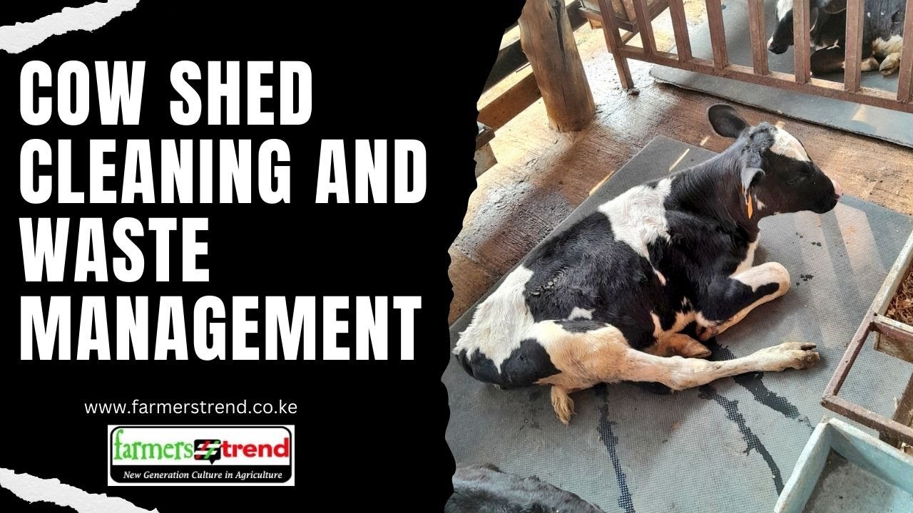 Varieties Of Hass Avocado In Kenya; Giant Hass, Golden Hass and Pure ...