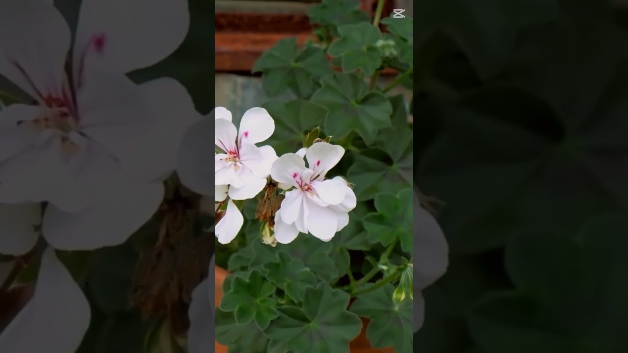 TV Schedule - The Home Channel