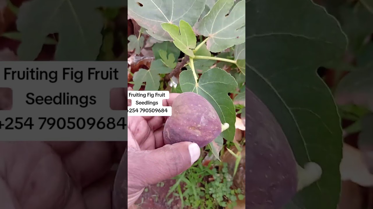 Eggplant Farming In Kenya: How To Cultivate - Farmers Trend Ltd.