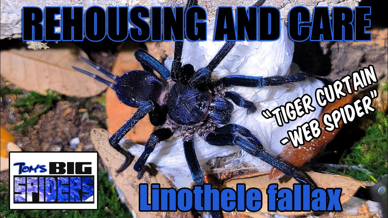 Tom's Big Spiders - Tarantulas and Inverts - Huge "Tiger Curtain-web ...