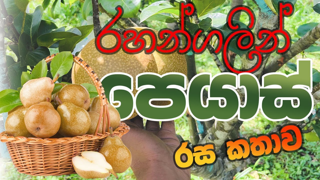 Krushi Radio – First Agricultureal Radio Station in Sri Lanka