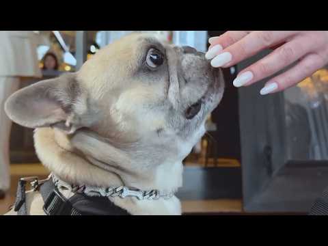 Diamond Dog Collars: A New Service at a Luxury Hotel in New York ...