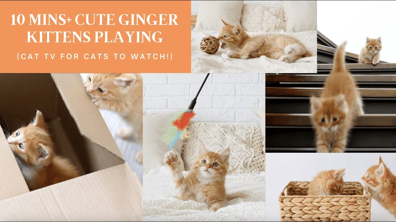 Watch: Totally Purrfect Youtube Videos