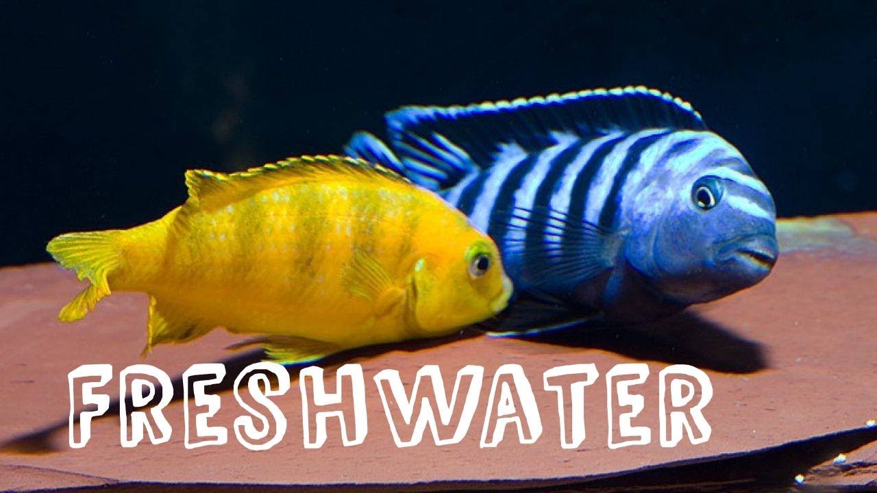 Exotic Aquatic