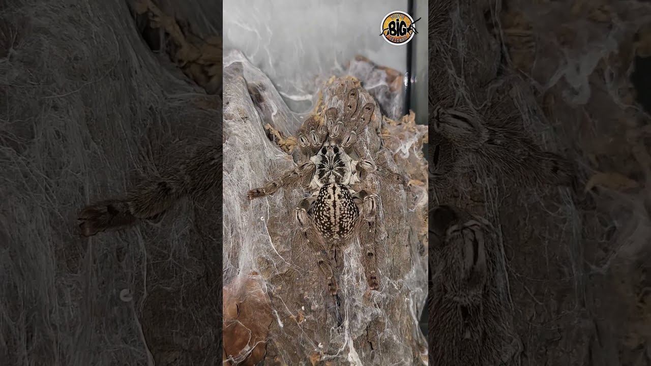 Tom's Big Spiders - Tarantulas and Inverts - H maculata "Togo Starburst ...